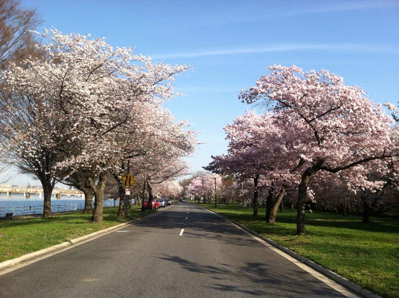 The Best Places to Photograph Cherry Blossoms in Washington, DC