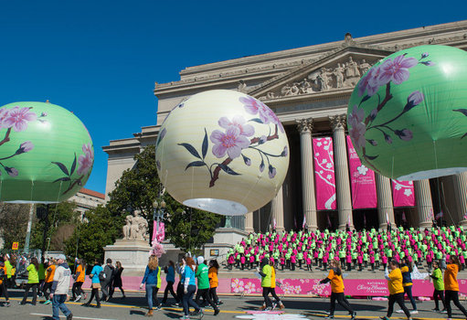 National Cherry Blossom Festival | Washington.org